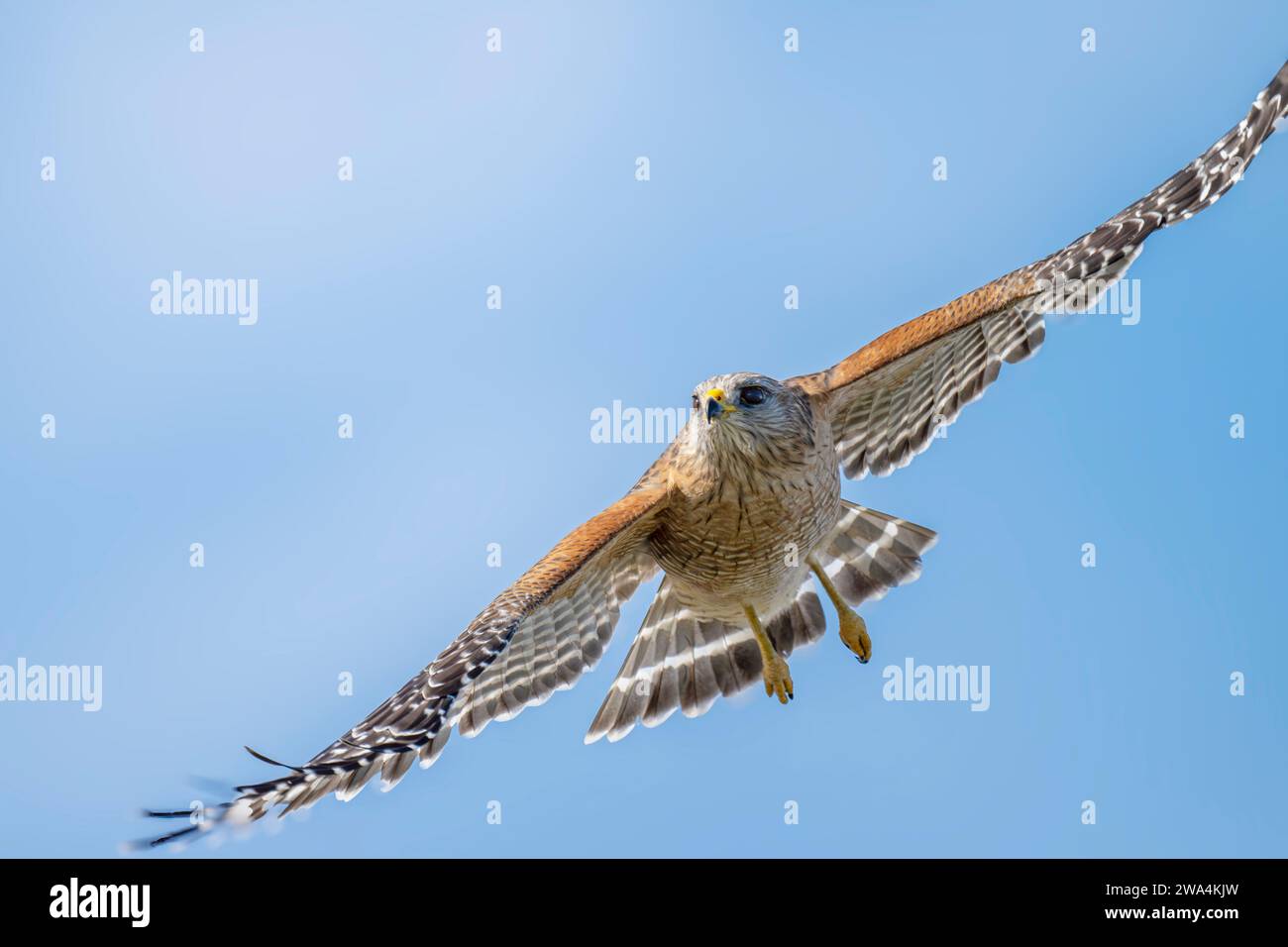 Red Shouldered Hawk in flight Stock Photo - Alamy