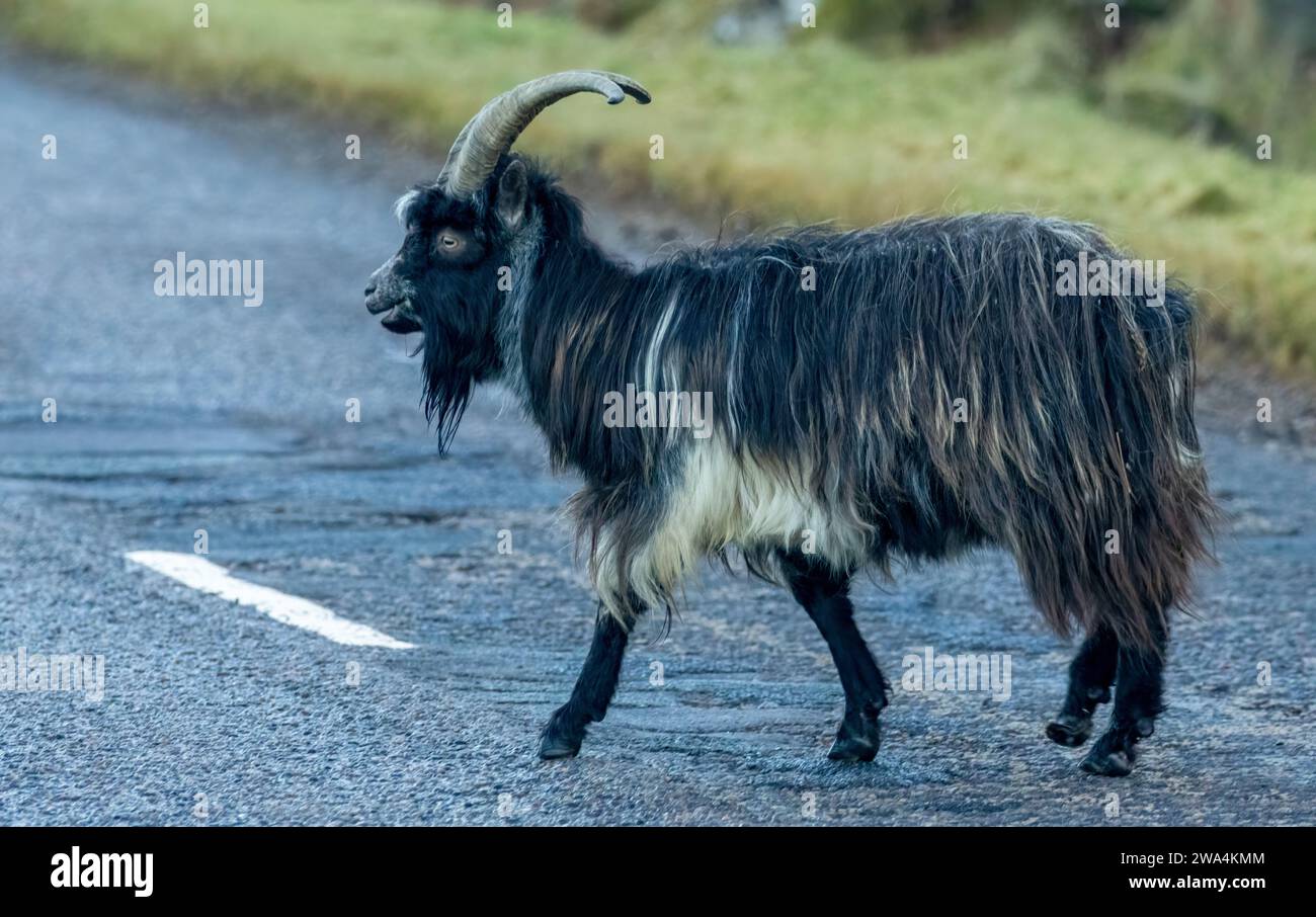 Wild scottish mountain goats in Torridon Stock Photo - Alamy