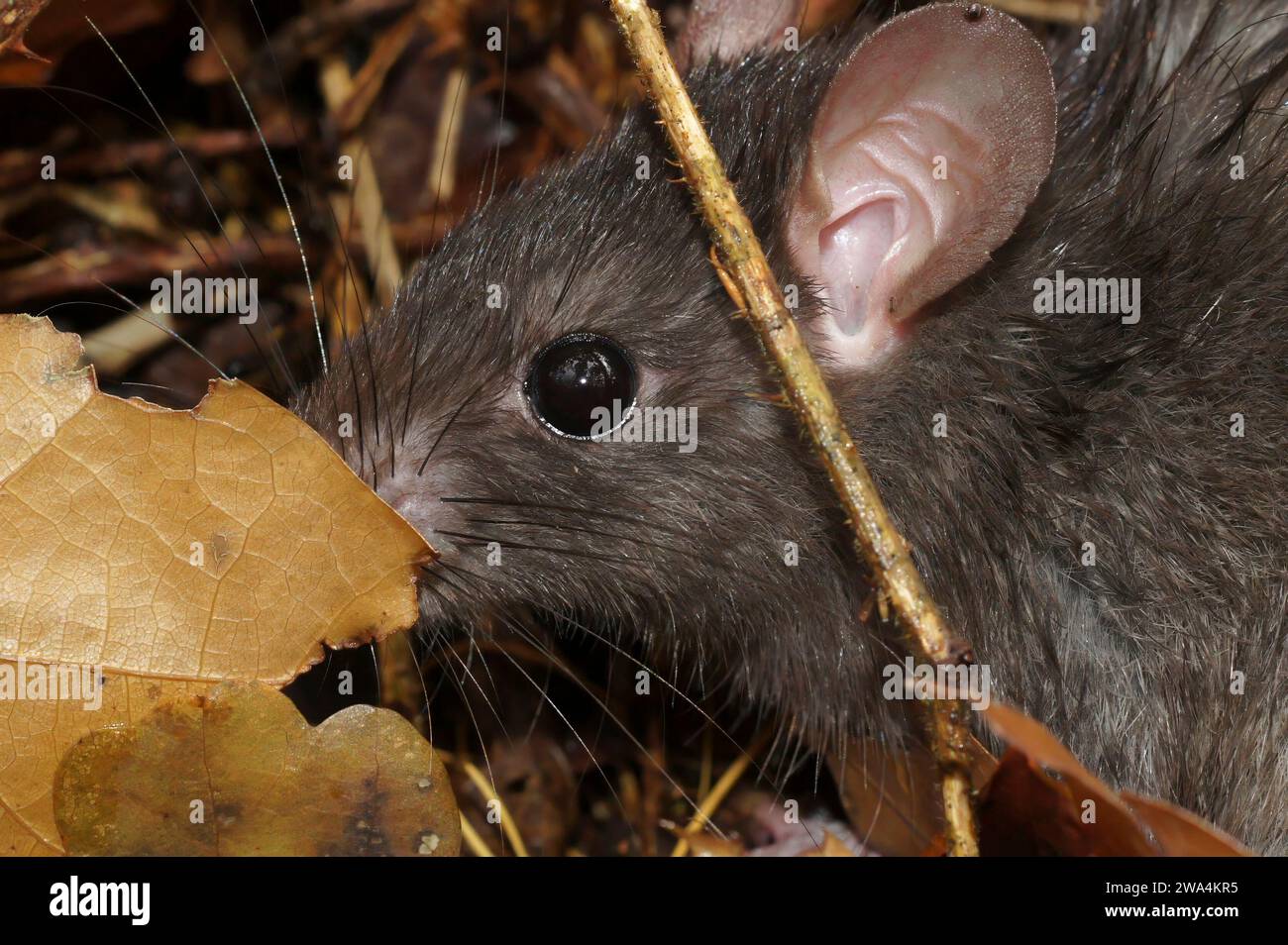 Detailed closeup on a furry and wed black rat, Rattus rattus, hiding ...