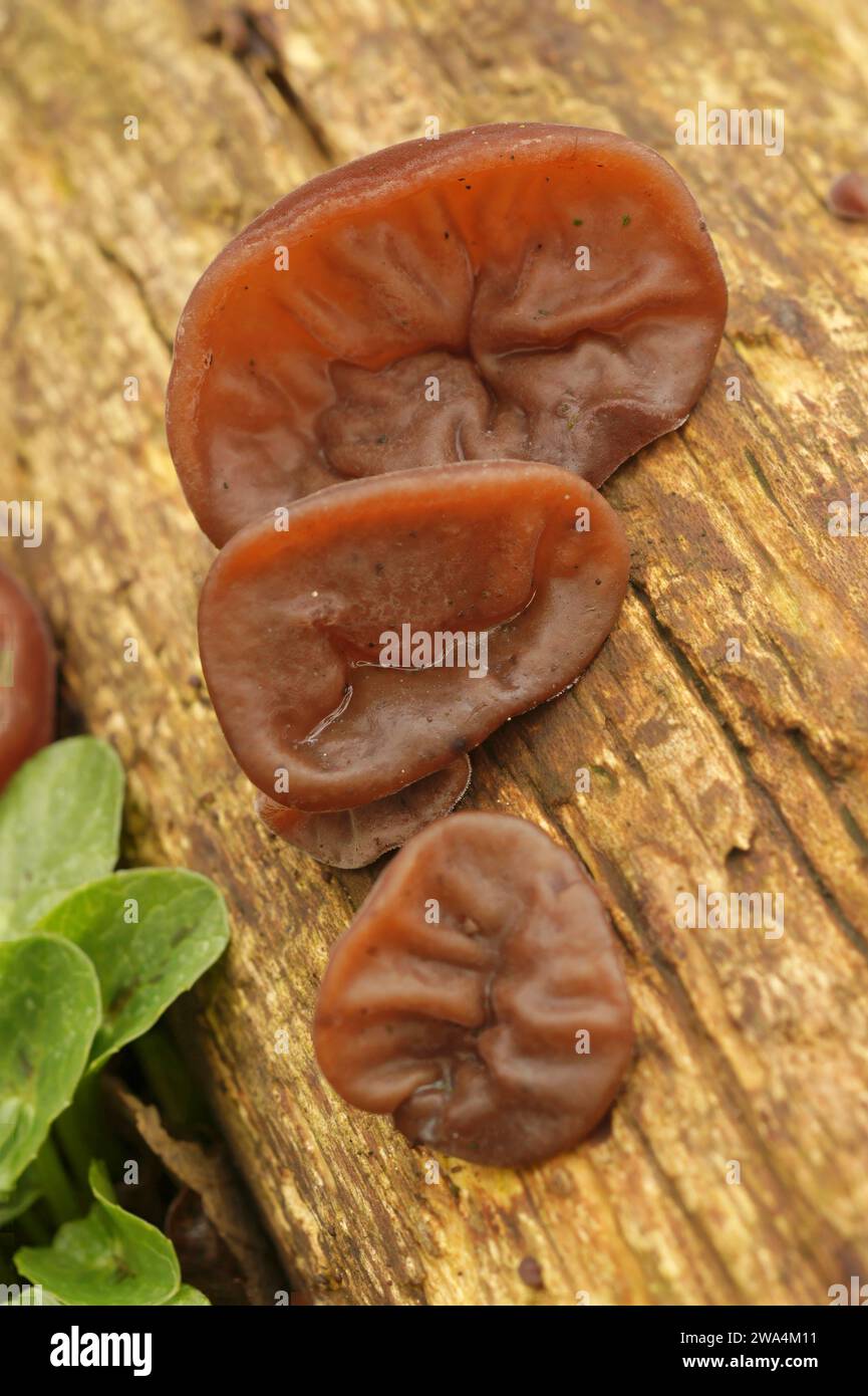 Ear mushrooms hi-res stock photography and images - Alamy