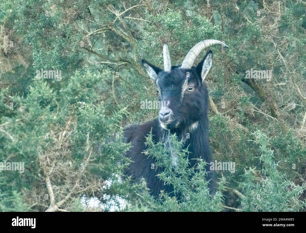 Wild scottish mountain goats in Torridon Stock Photo - Alamy