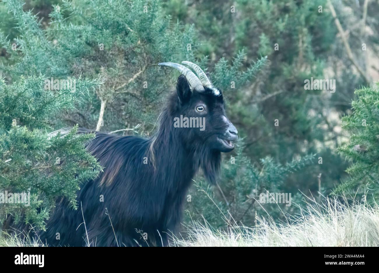 Native goats hi-res stock photography and images - Alamy