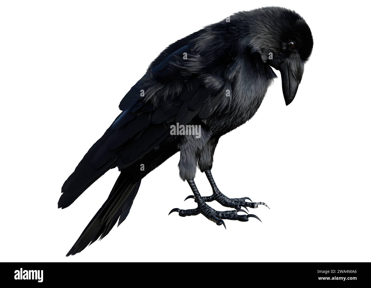 3D rendering of a black crow isolated on white background Stock Photo ...