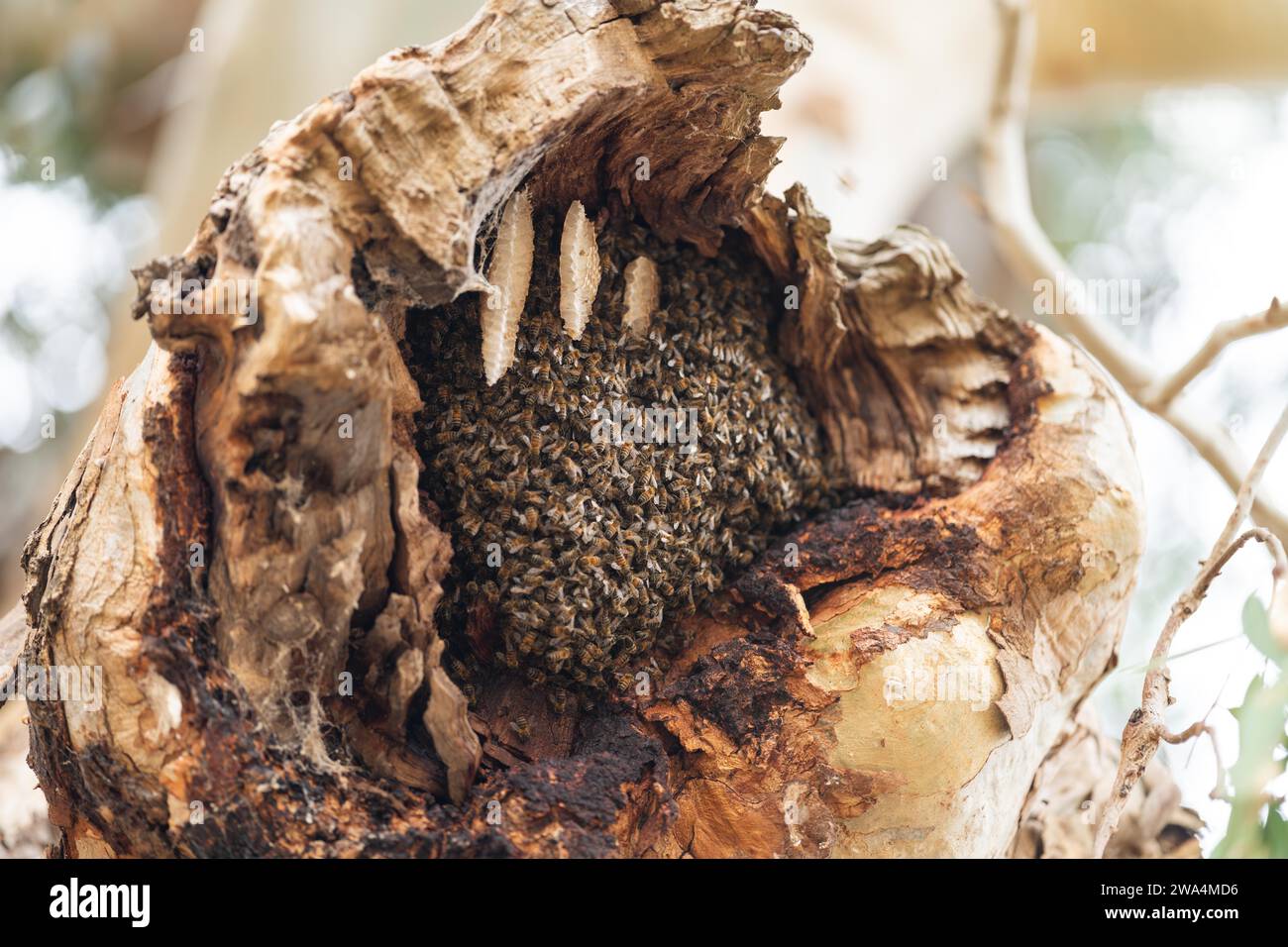 bee hive in a red gum tree hollow on a farm in australia. native bee ...