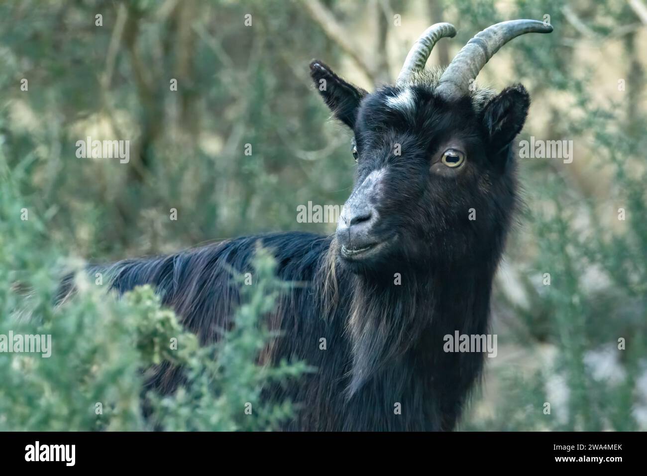 Wild scottish mountain goats in Torridon Stock Photo - Alamy