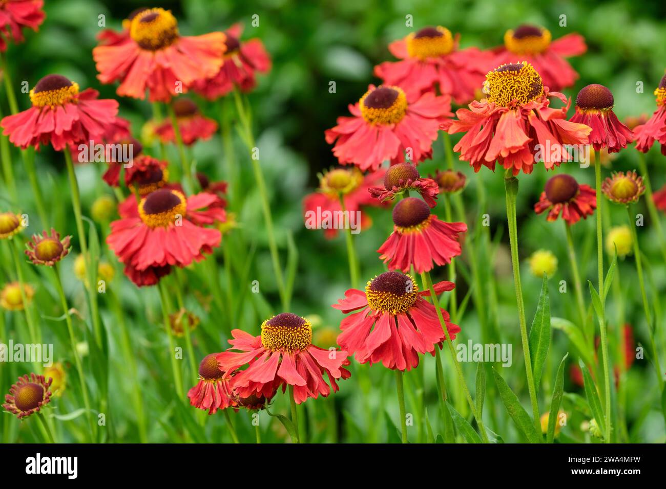 Helenium Moerheim Beauty, sneezeweed Moerheim Beauty, daisy-like dark ...