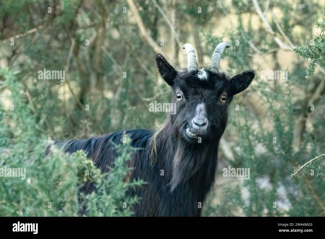 Native goats hi-res stock photography and images - Alamy