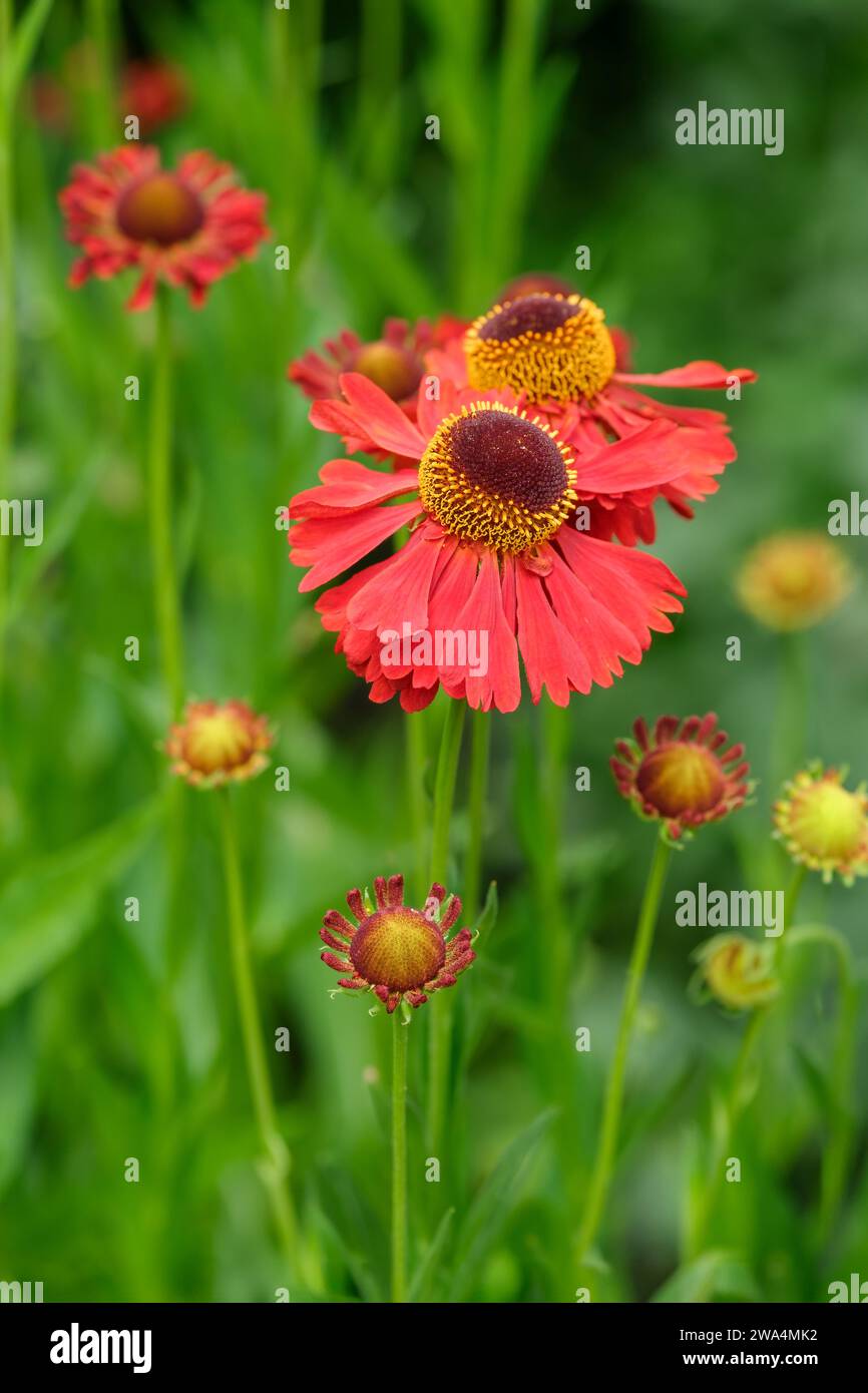 Helenium Moerheim Beauty, sneezeweed Moerheim Beauty, daisy-like dark ...