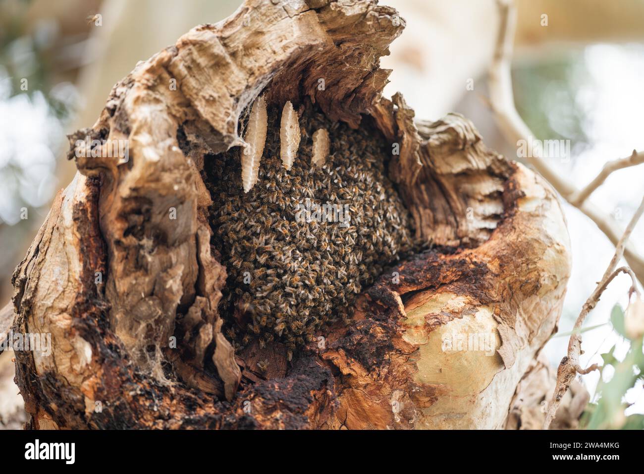 bee hive in a red gum tree hollow on a farm in australia. native bee ...