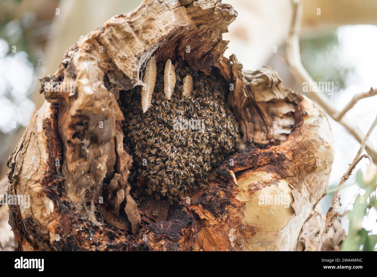 bee hive in a red gum tree hollow on a farm in australia. native bee ...