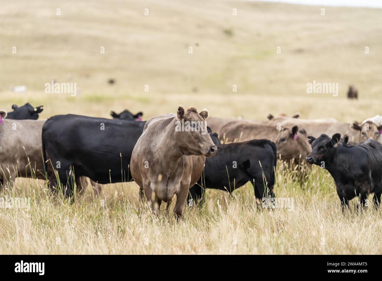 Herd of sustainable cows on a green hill on a farm in Australia ...