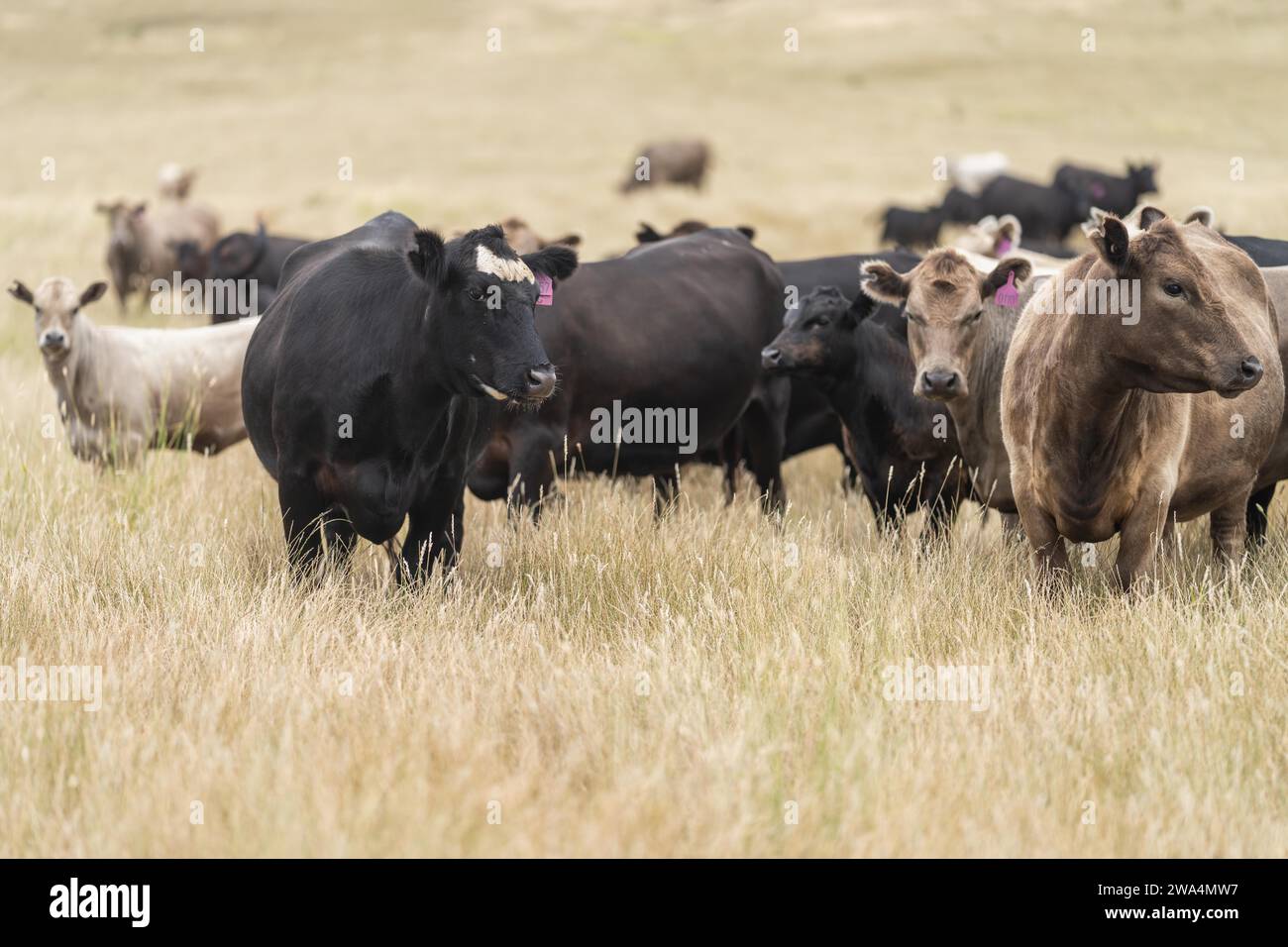 beef cattle grazing on pasture. Grass fed murray grey, angus and ...