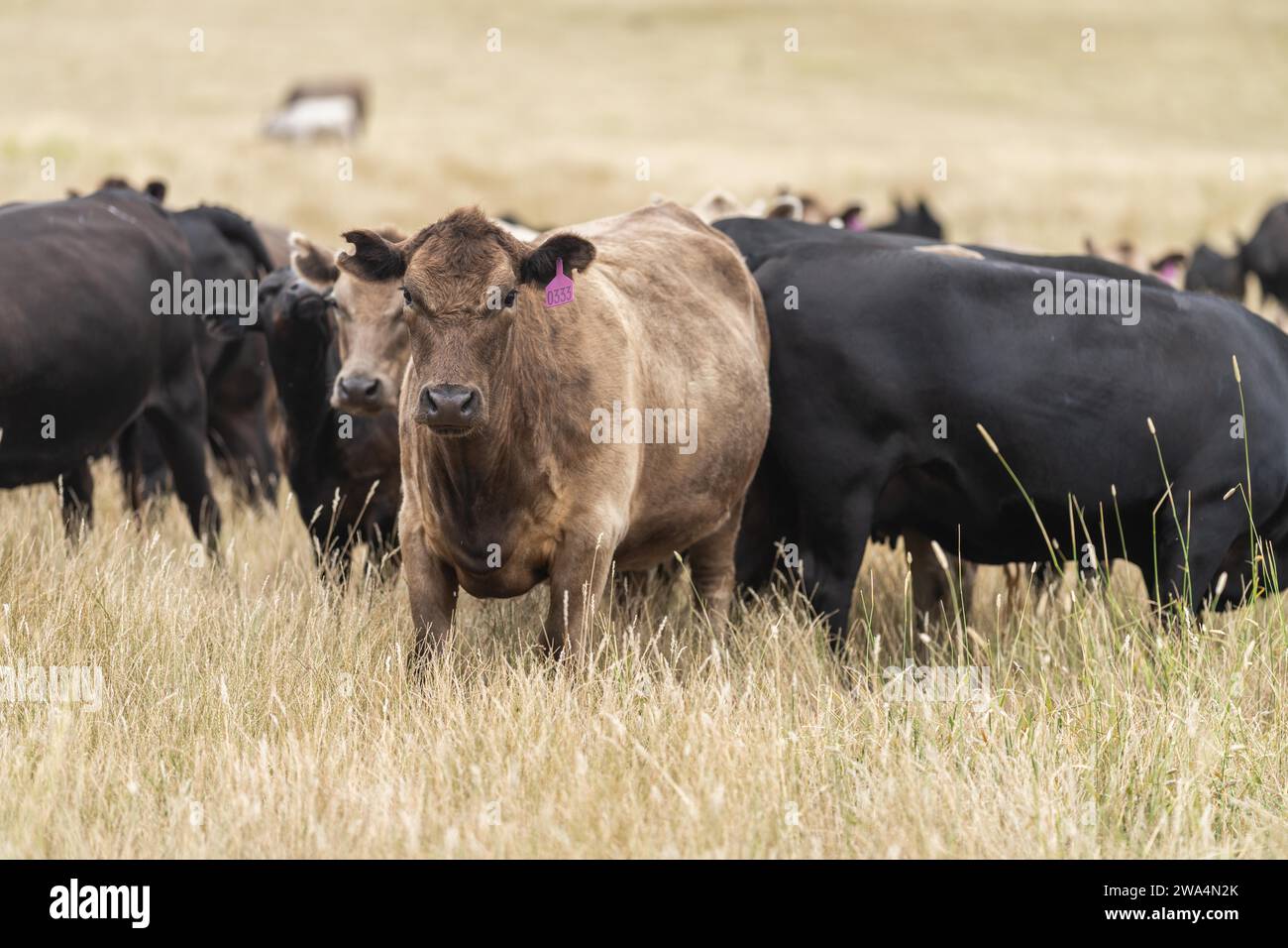 cows eating in a field on farmland on an agricultural farm in ...