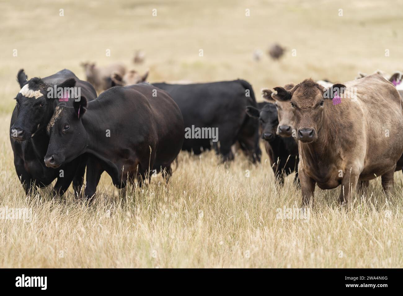 cow in a field, herd of cows in a paddock in a dry summer drought in ...