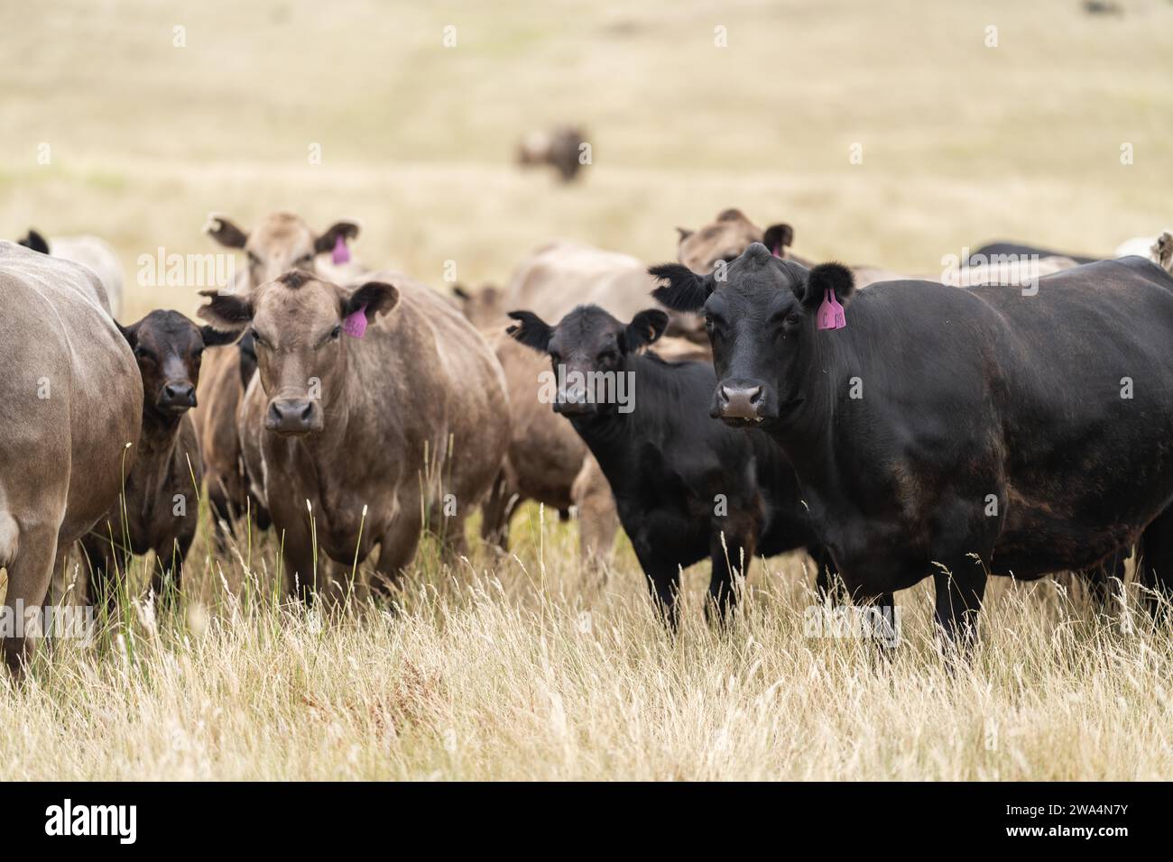 beef cattle grazing on pasture. Grass fed murray grey, angus and ...