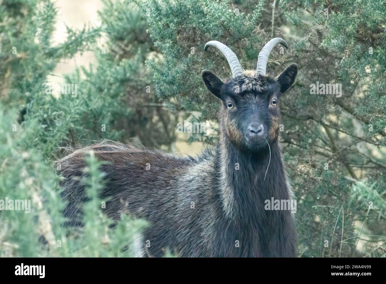 Wild scottish mountain goats in Torridon Stock Photo - Alamy