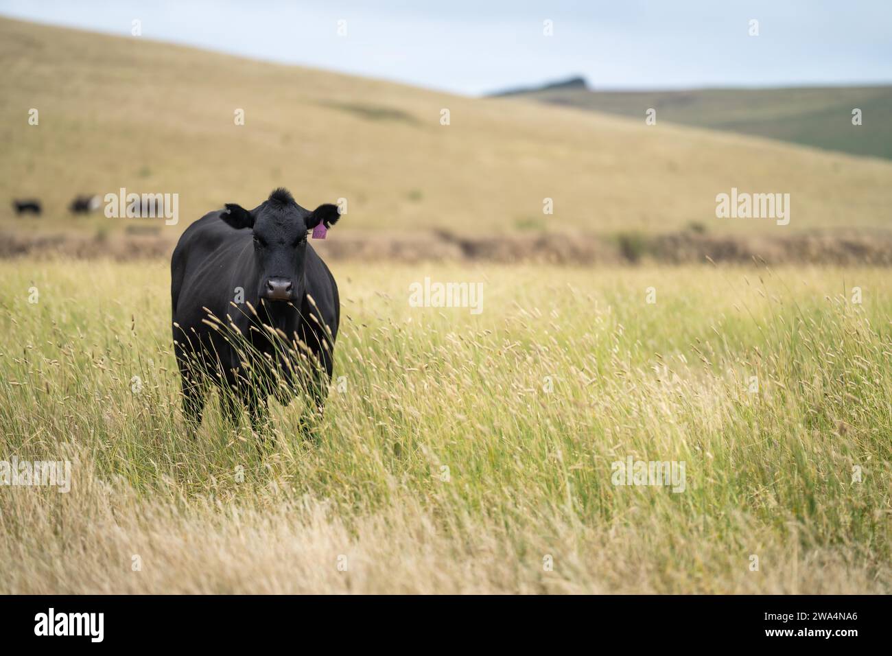 Stud Beef bulls, cows and calves grazing on grass in a field, in ...