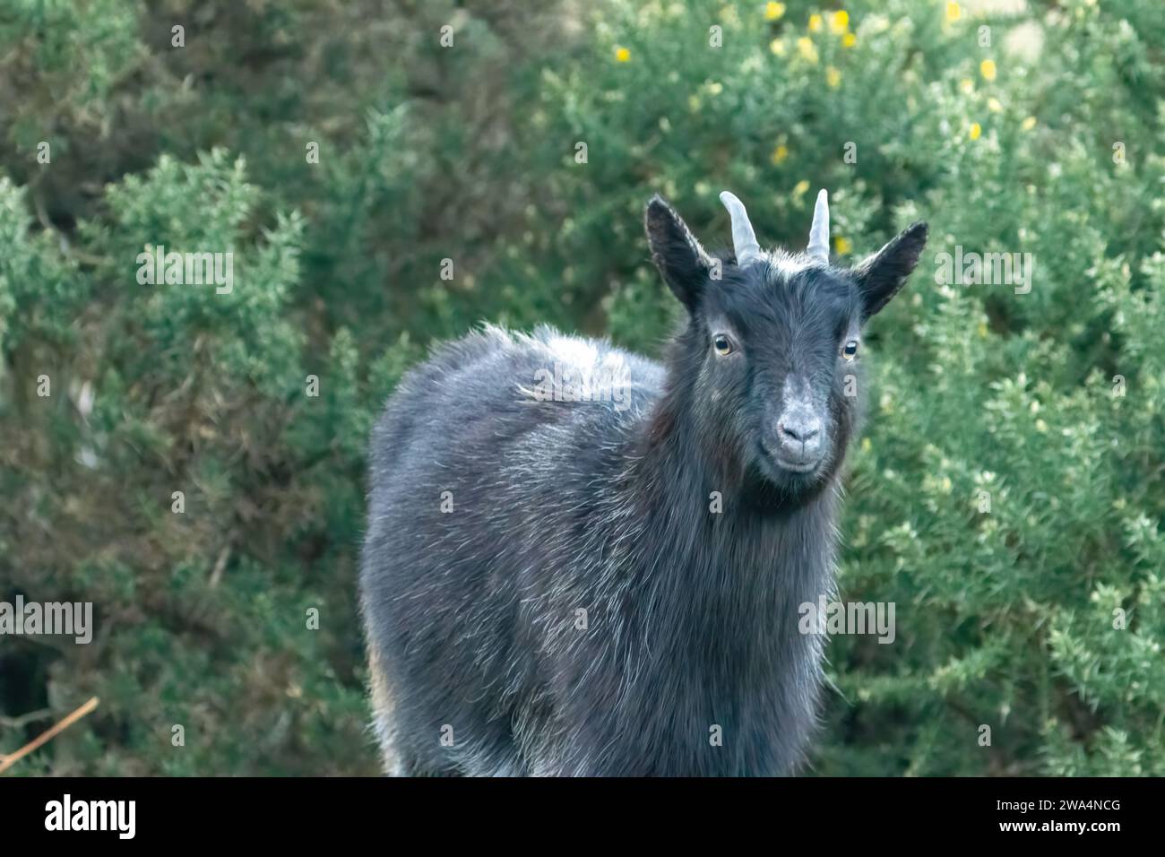 Scottish goats hi-res stock photography and images - Alamy