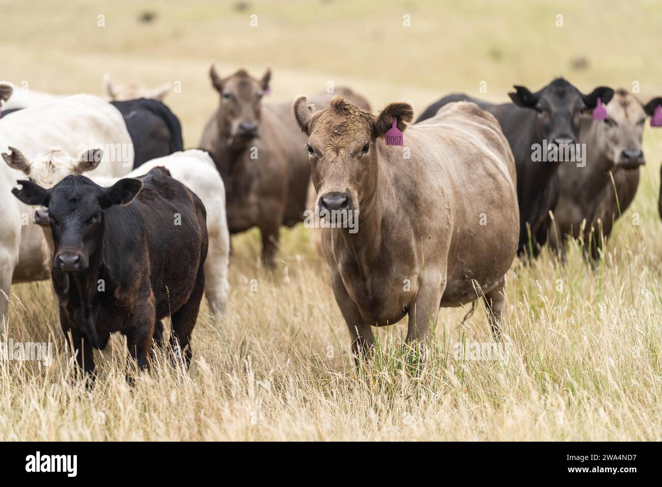 Herd of sustainable cows on a green hill on a farm in Australia ...