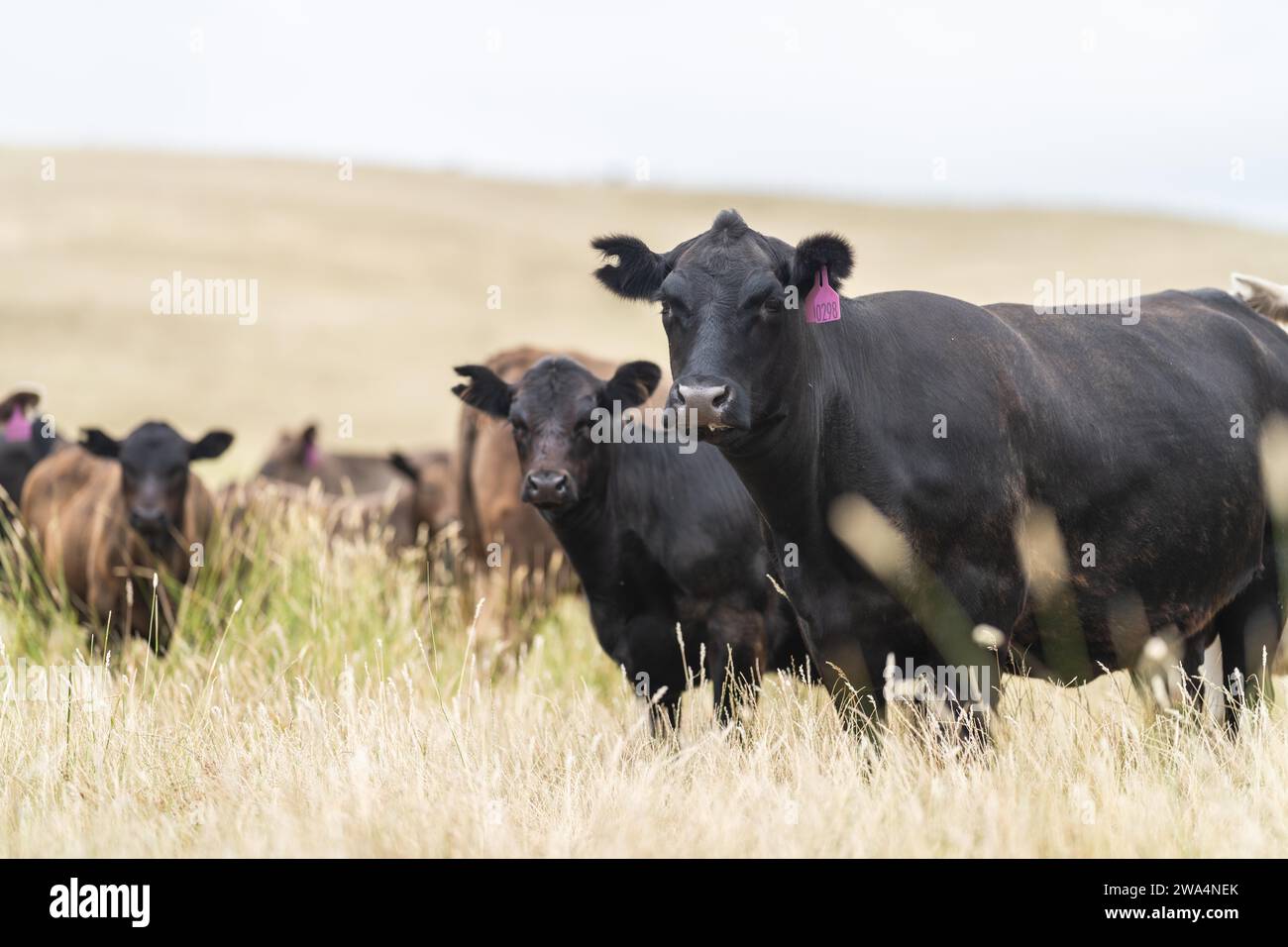 cows eating in a field on farmland on an agricultural farm in ...