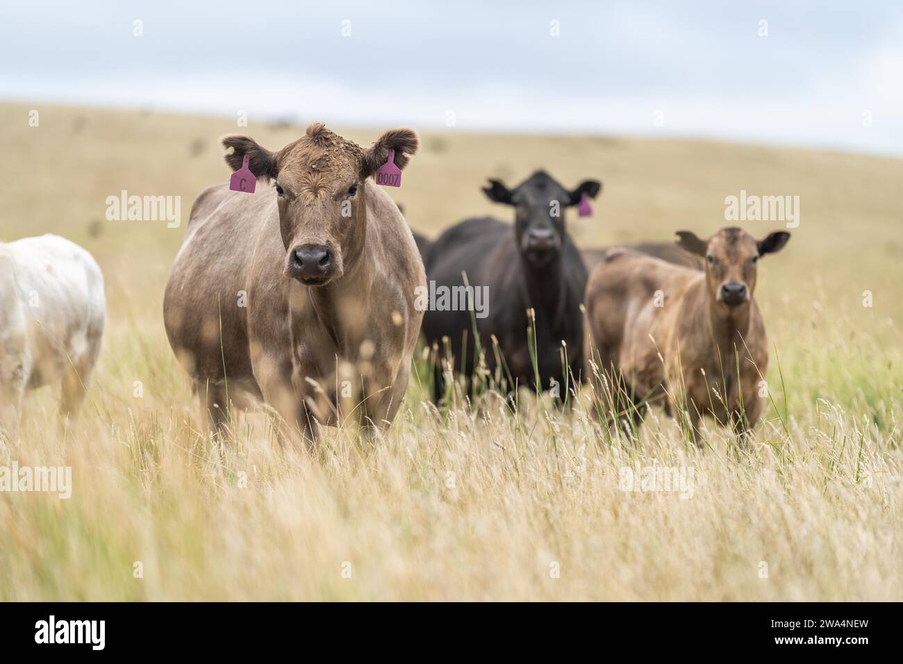 Australia and guernsey hi-res stock photography and images - Alamy