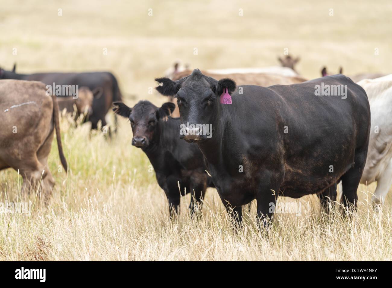 Stud Beef bulls, cows and calves grazing on grass in a field, in ...