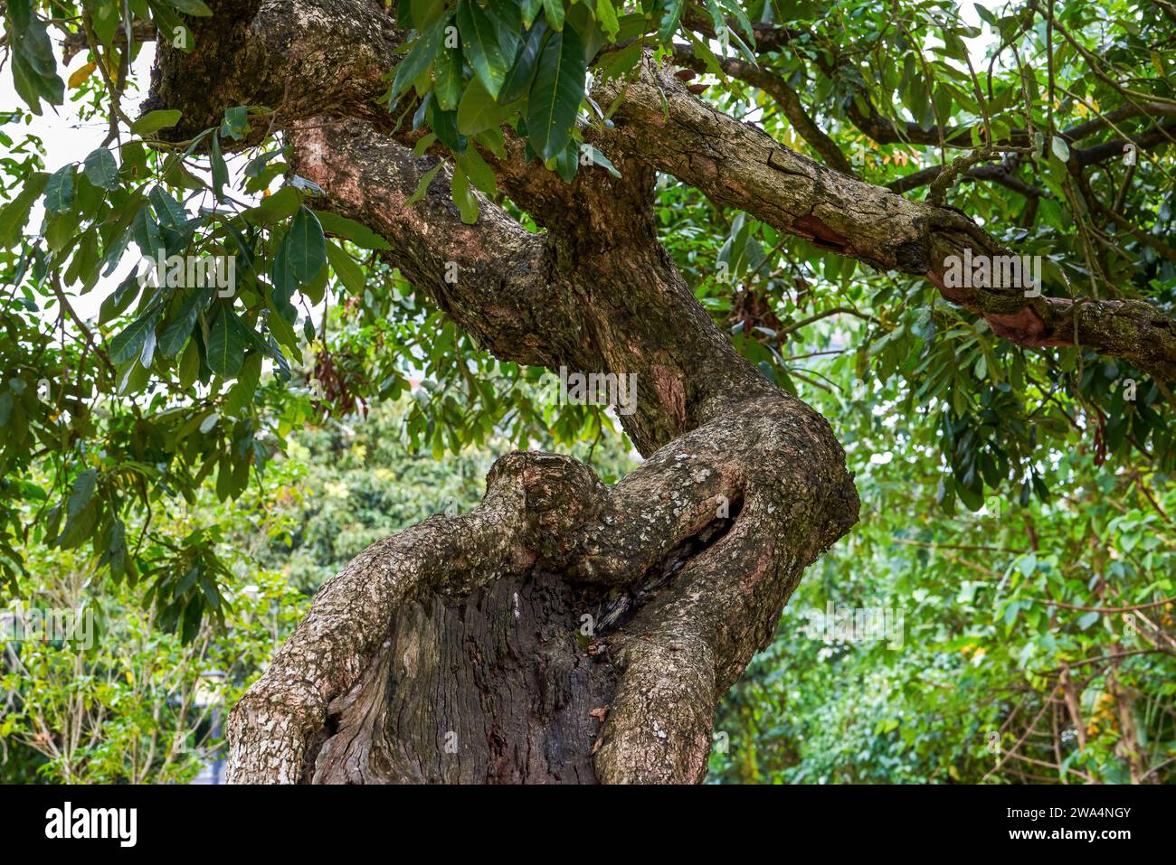 Close-up of an old ancient banyan tree trunk Stock Photo - Alamy