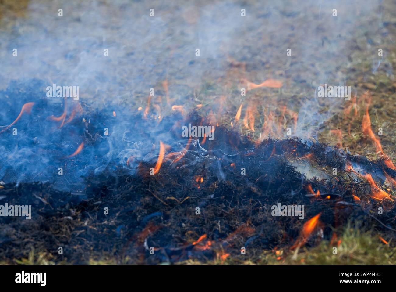 Yellowstone fire burning forest hi-res stock photography and images - Alamy