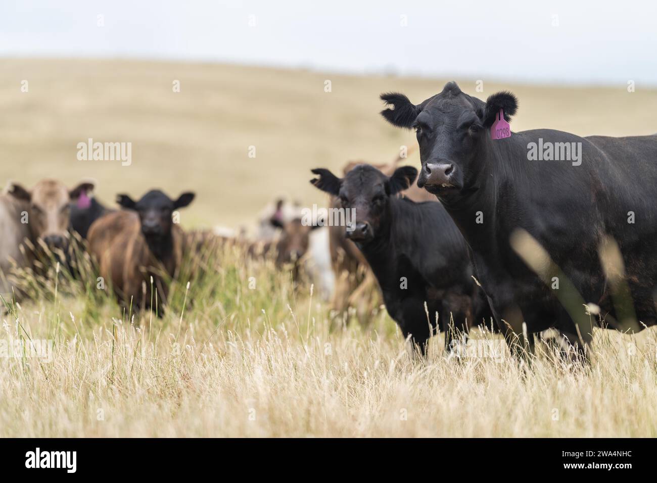 beef cattle grazing on pasture. Grass fed murray grey, angus and ...