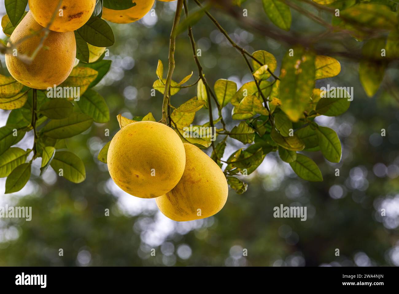 Barley mandarin hi-res stock photography and images - Alamy