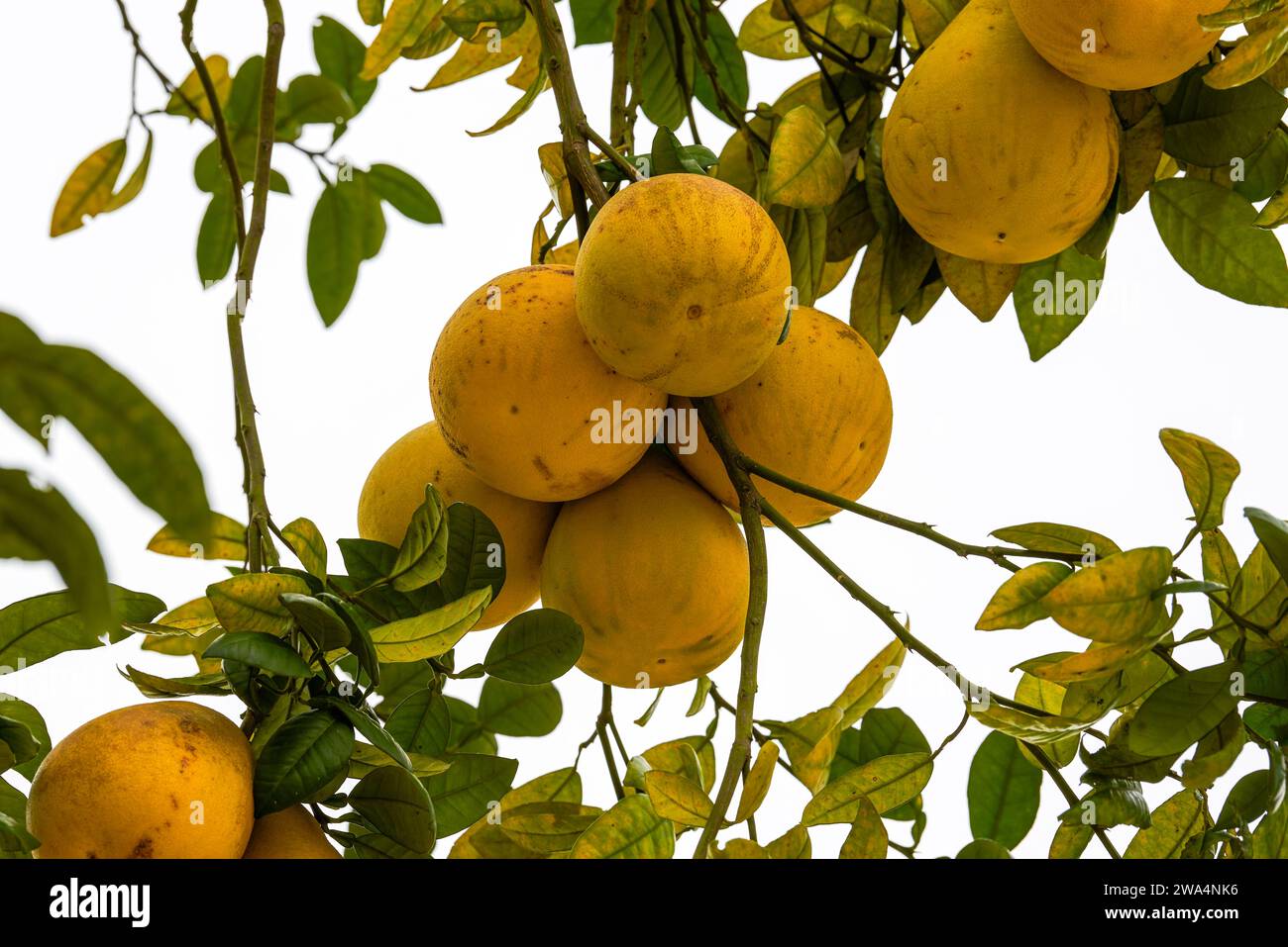 Ripening fruits of the pomelo hi-res stock photography and images - Alamy