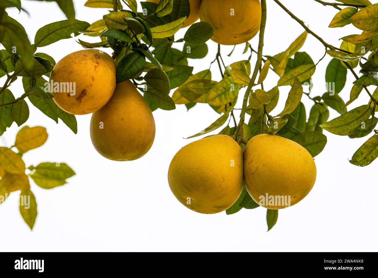 The grapefruit tree is full of ripe fruits grapefruit Stock Photo - Alamy