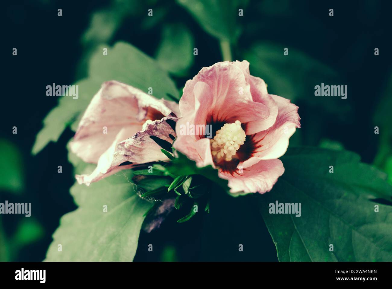 Decorative flower Hibiscus (mallow family) with pink petals and black ...