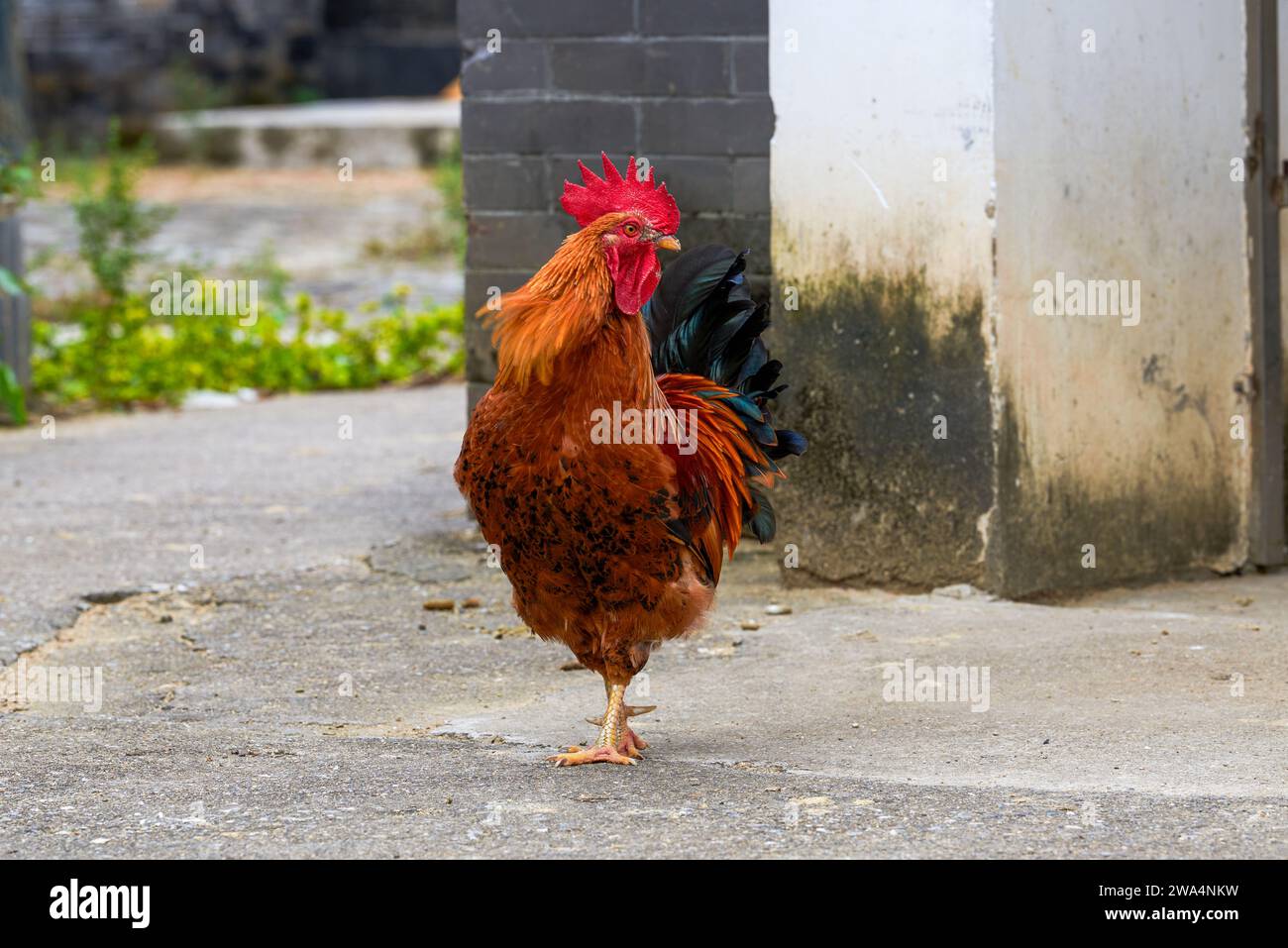 Close-up of big rooster free range in rural area Stock Photo - Alamy