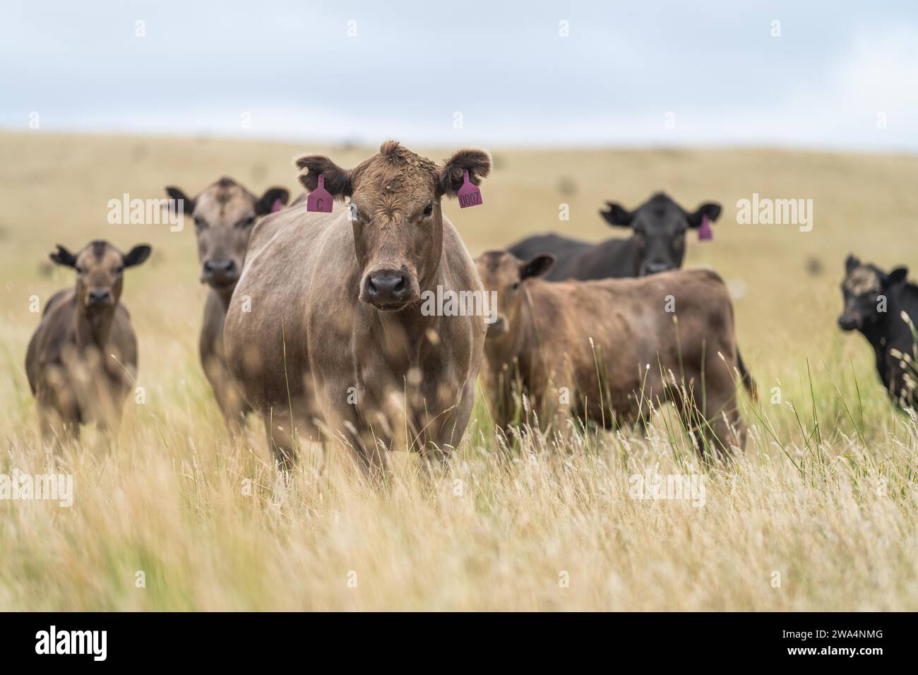 beef cattle grazing on pasture. Grass fed murray grey, angus and ...