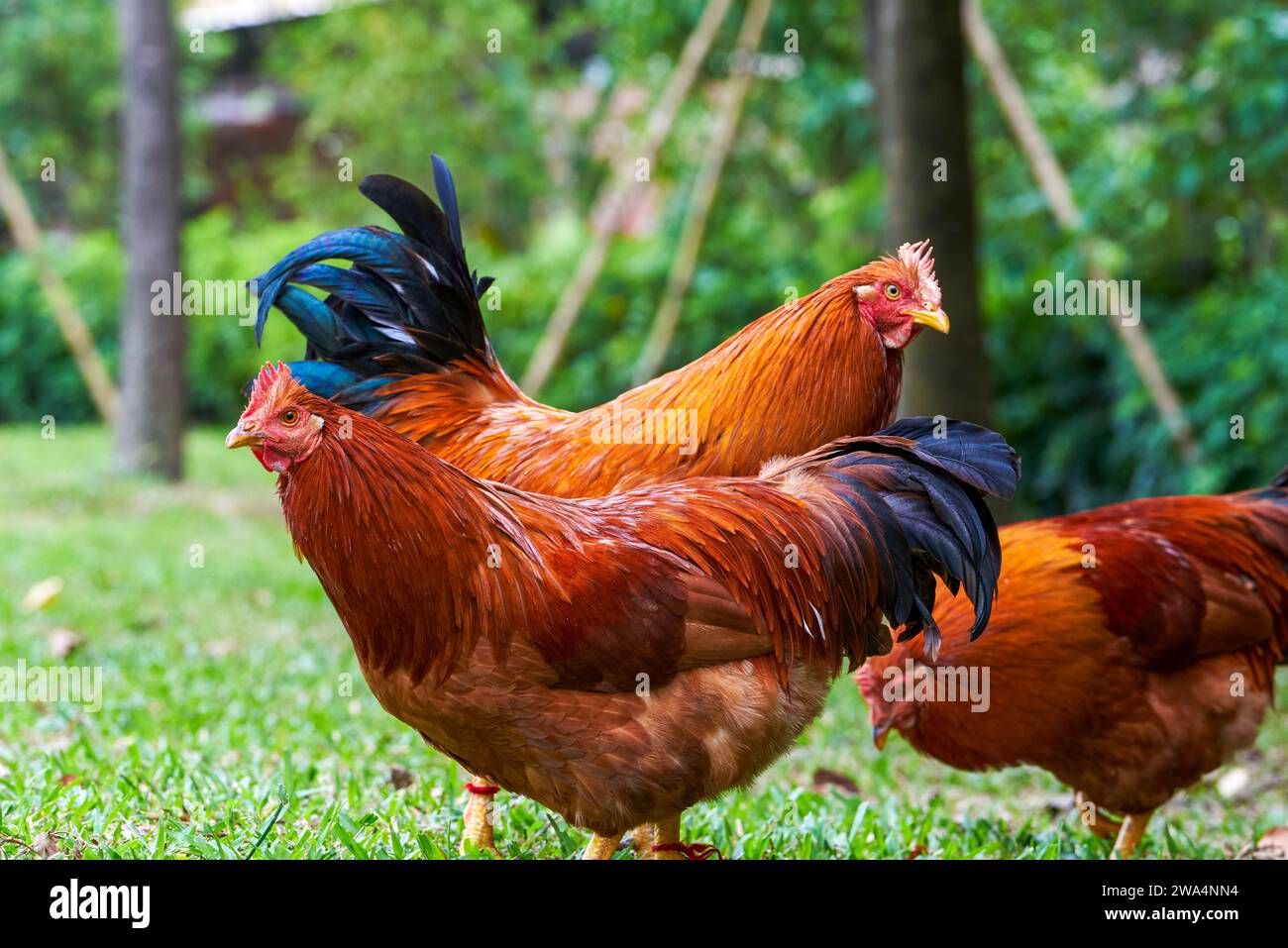 Rooster family domestic hi-res stock photography and images - Alamy