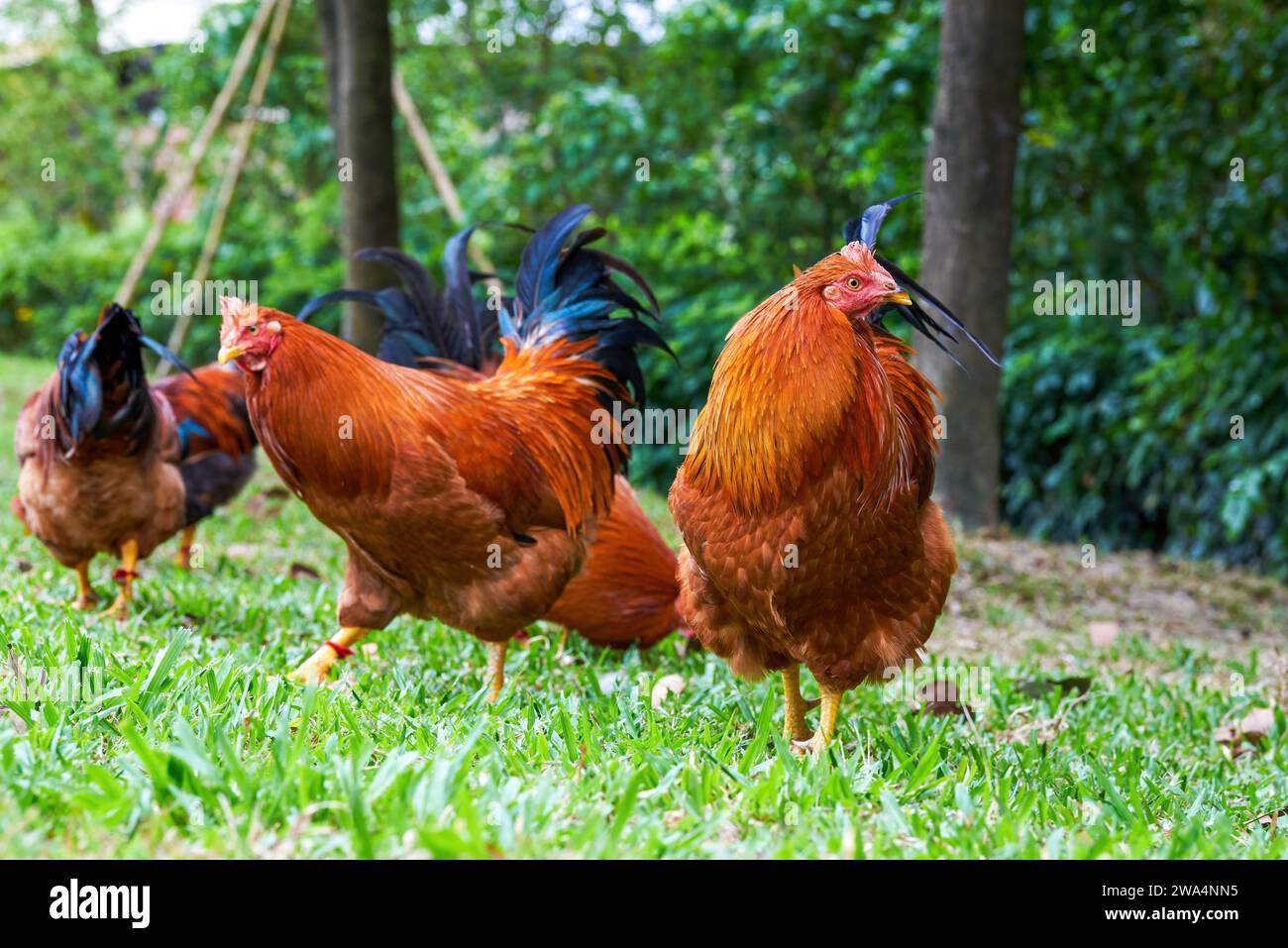 Rooster family domestic hi-res stock photography and images - Alamy