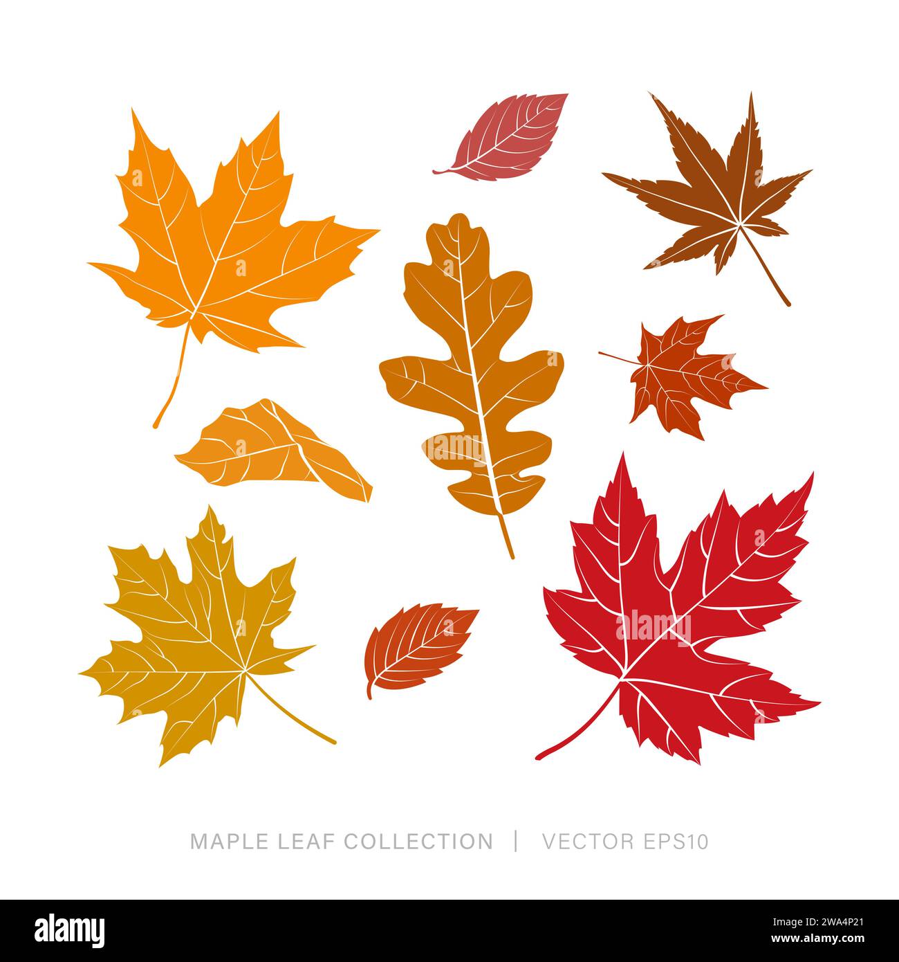 Maple leaf vector vectors hi-res stock photography and images - Alamy