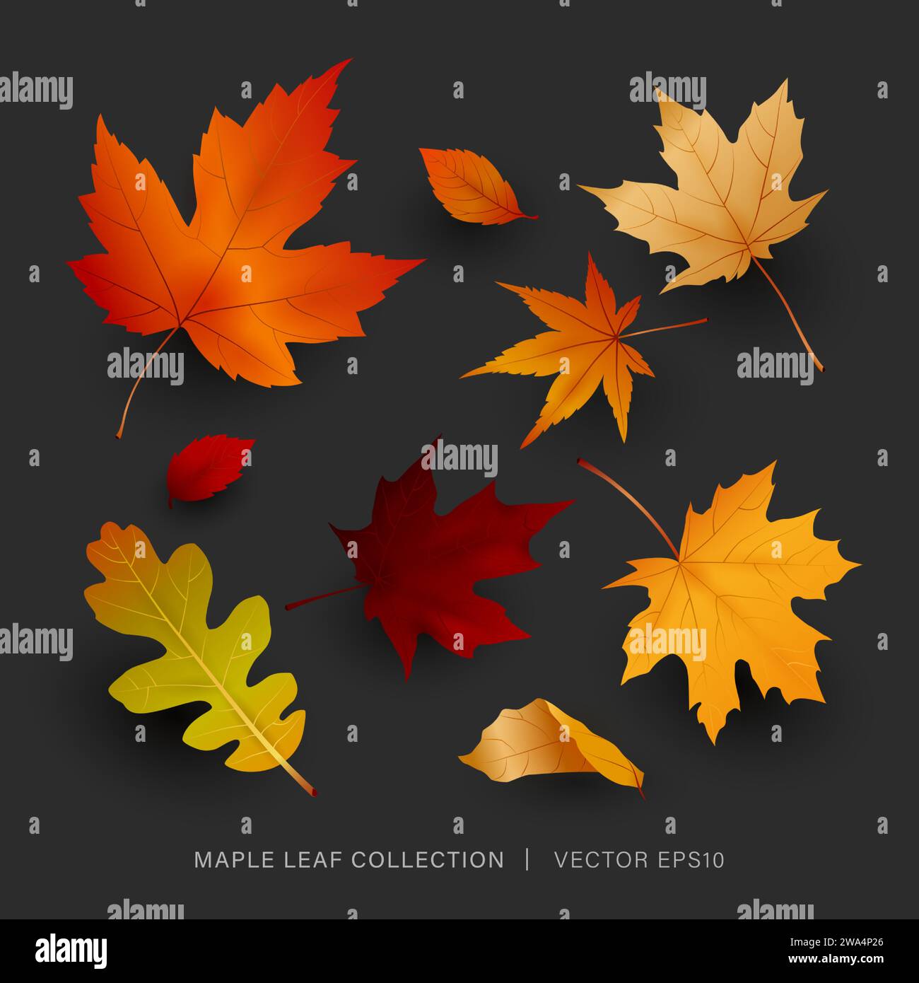 Maple leaf vector vectors hi-res stock photography and images - Alamy