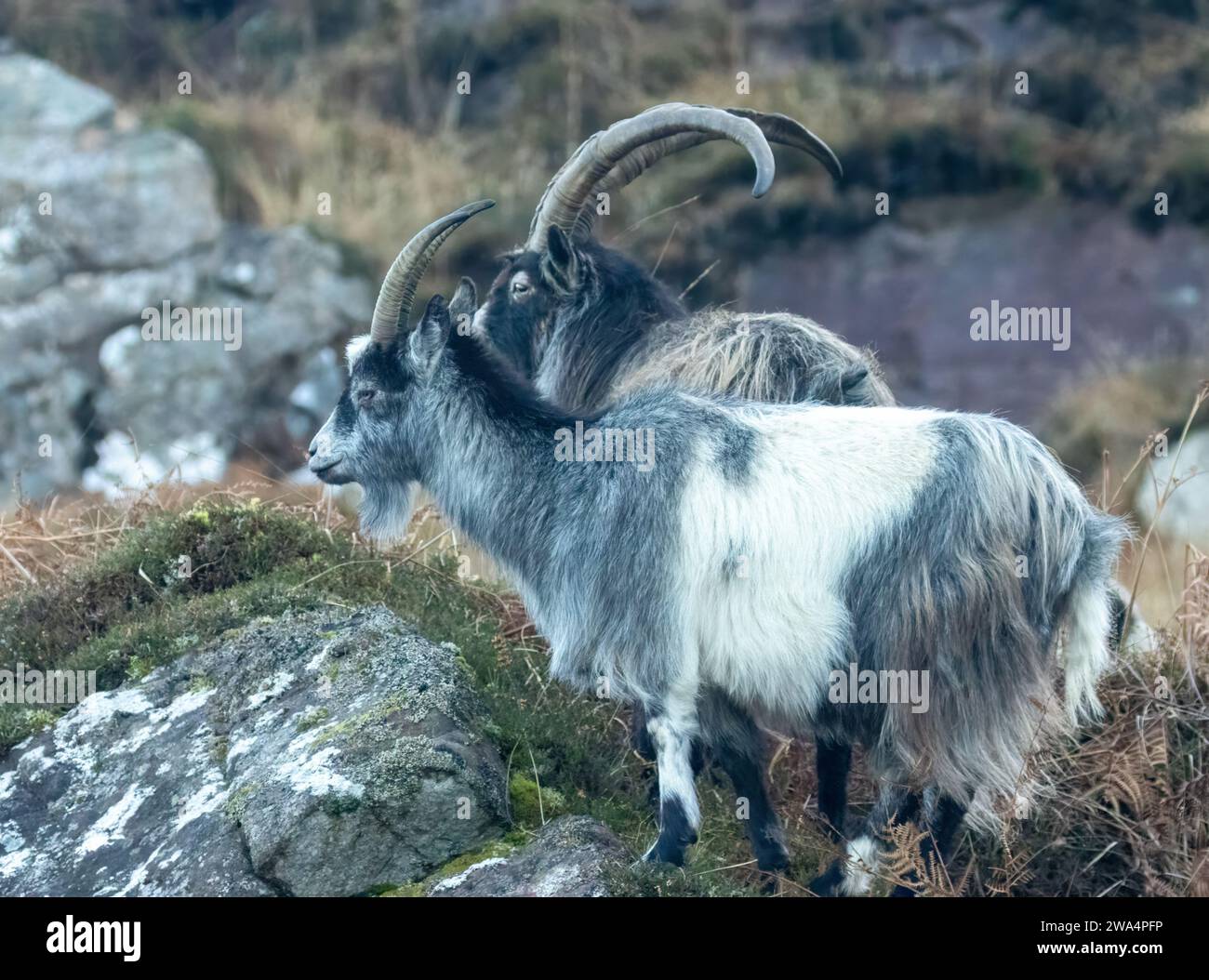 Scottish native hi-res stock photography and images - Alamy