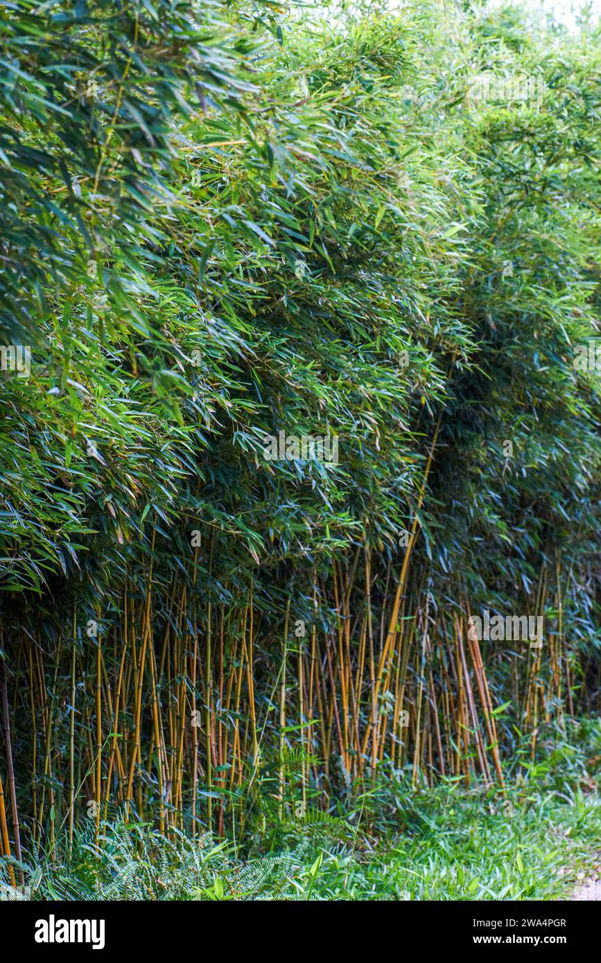 Lush bamboo forest along the river in the park Stock Photo - Alamy