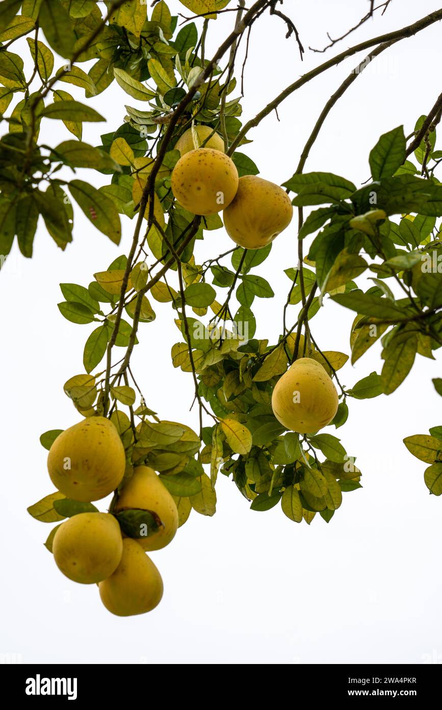 Barley mandarin hi-res stock photography and images - Alamy