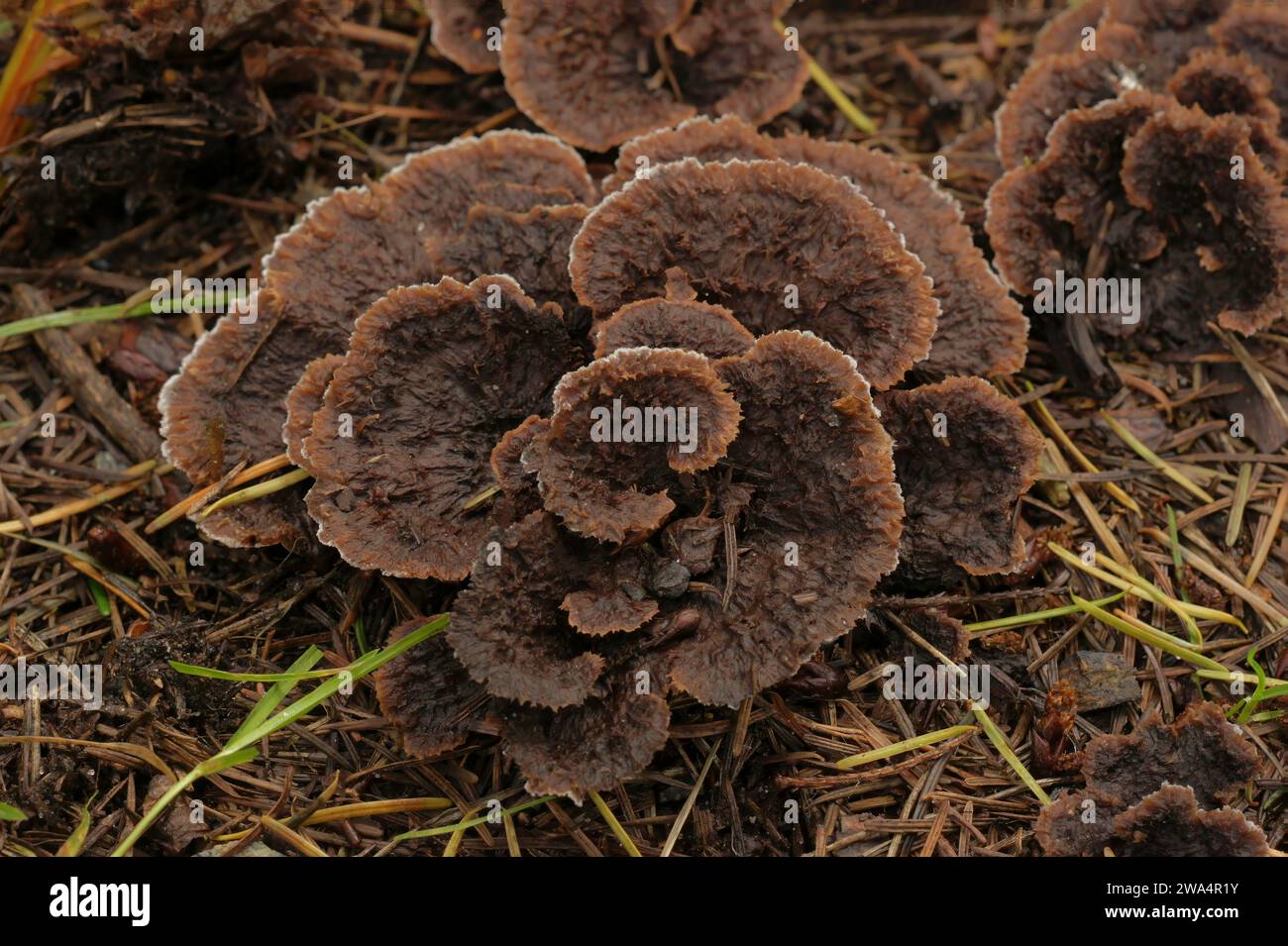 Detailed closeup on an unedible Earthfan fungus or Common Fiber Vase ...