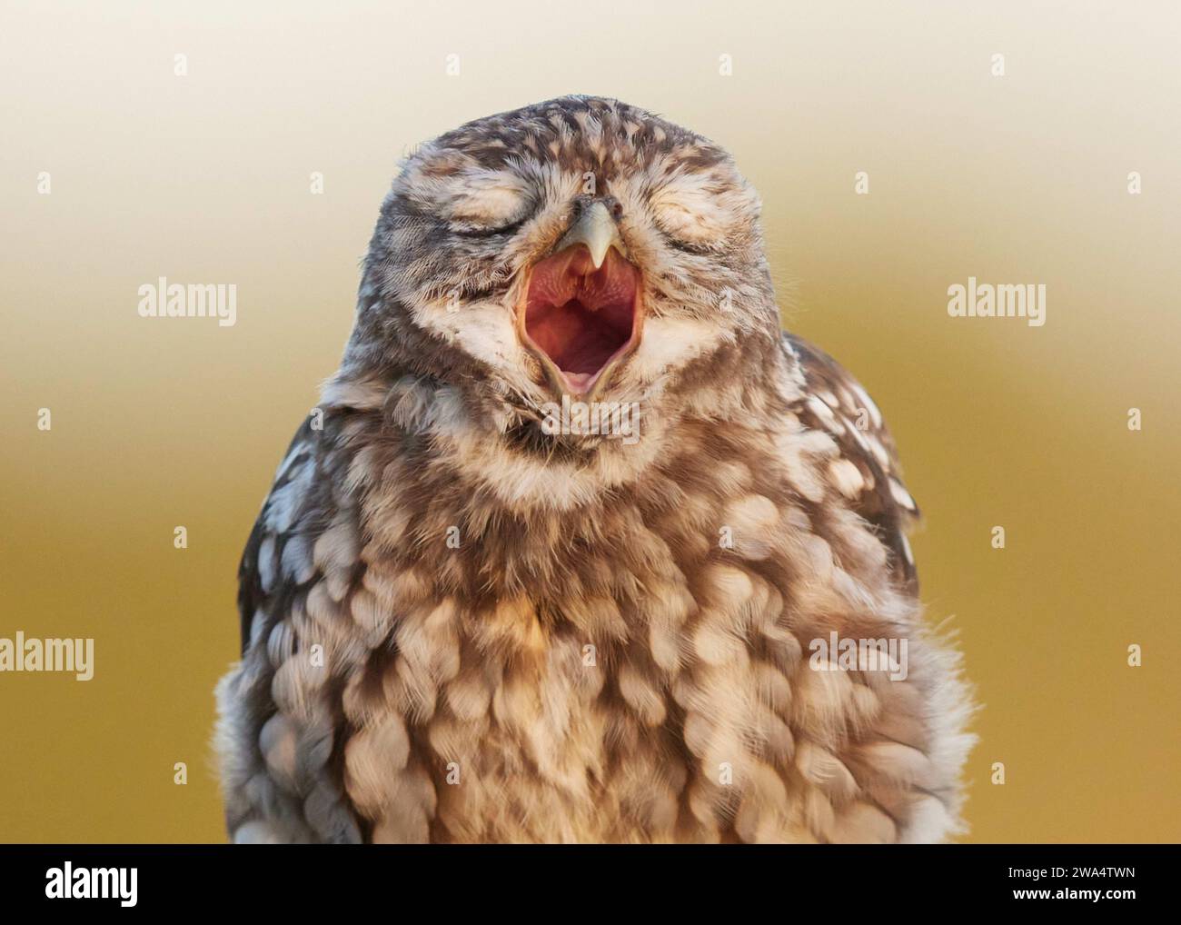 Singing Owl UK AN ADORABLE little owl chiming a melody in the early hours of UK morning was ...