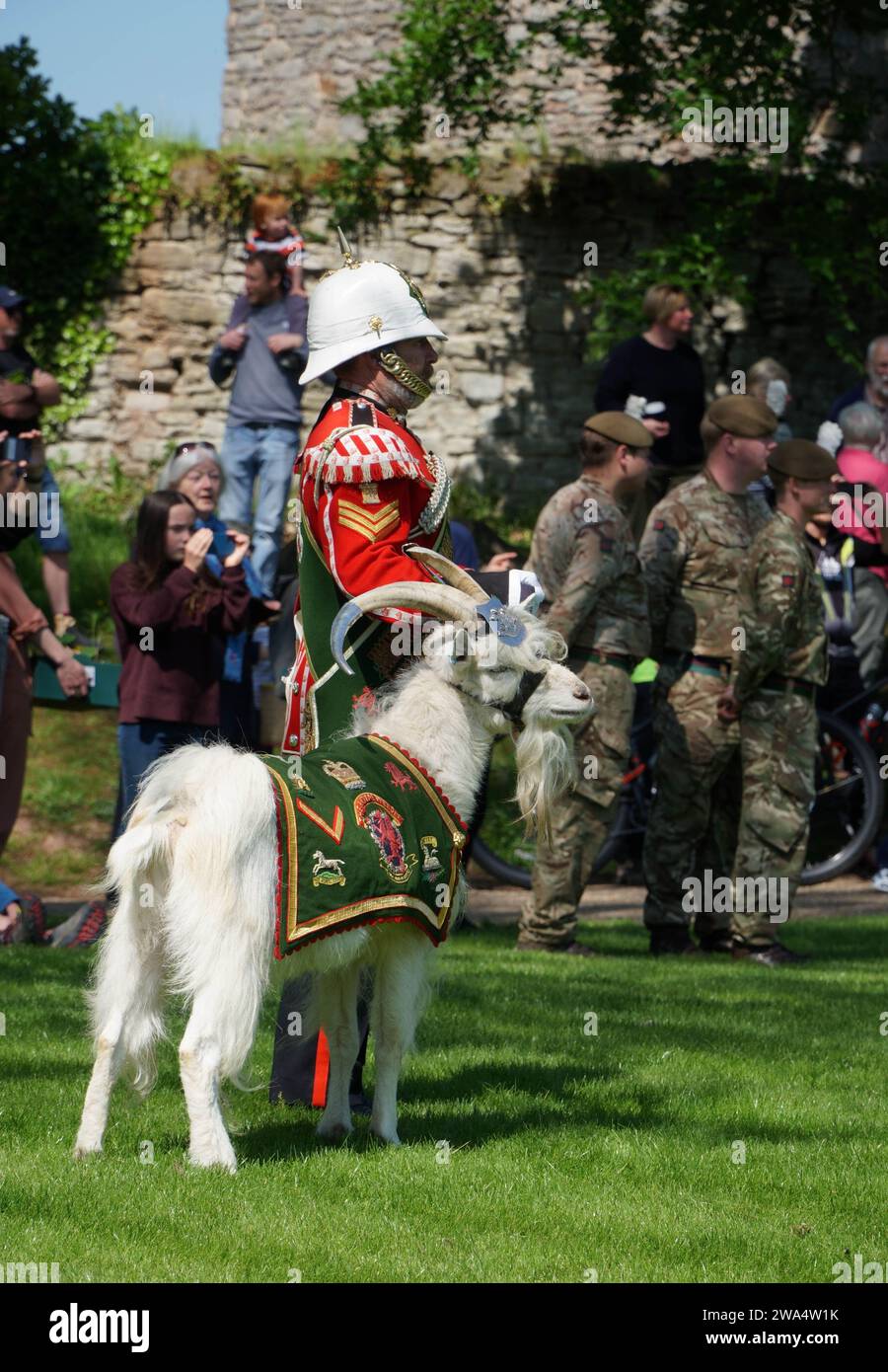 Royal Welsh Guards mascot Shenkin the Goat at the celebration of the ...