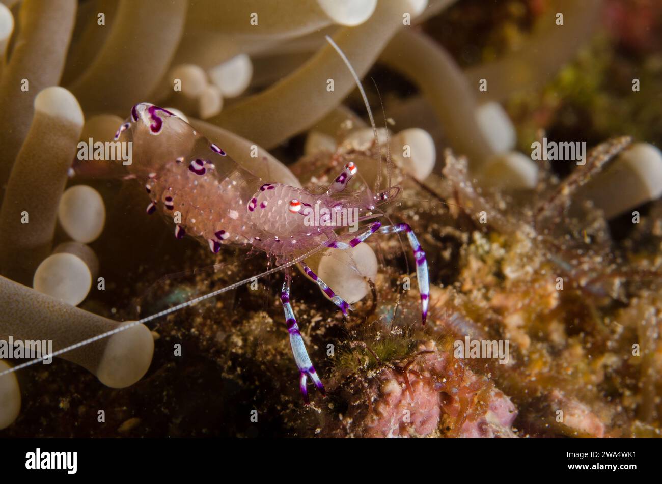 Sarasvati Anemone Shrimp, Periclemenes sarasvati, Palaemonidae, Anilao ...