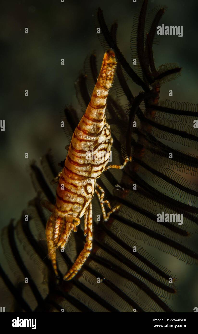 Leopard crinoid shrimp, Laomenes pardus, Palaemonidae, Anilao ...