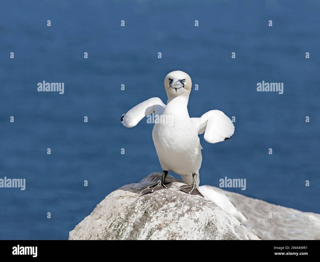 Chick standing on hi-res stock photography and images - Alamy