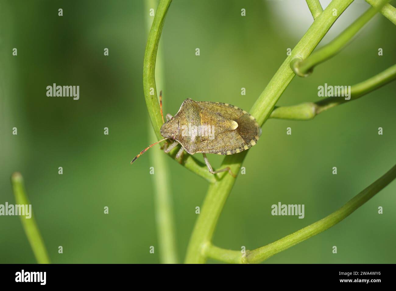 Silique hi-res stock photography and images - Alamy