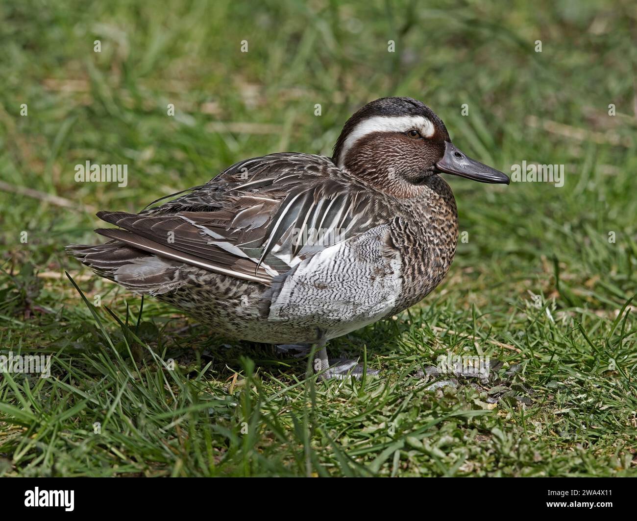 Garganey hi-res stock photography and images - Alamy
